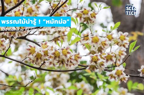 Thai พรรณไม้น่ารู้ “หมักม่อ” ไม้ป่าดอกสวย ณ อุทยานแห่งชาติตาดโตน