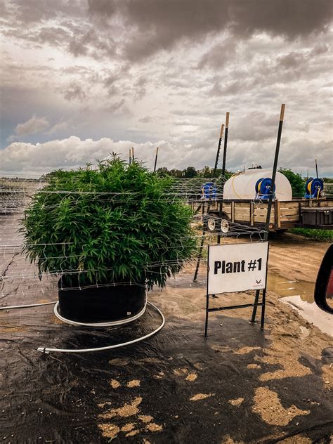 Progress Report 81222 — Grasshopper Farms Progress Report 81222 — Grasshopper Farms