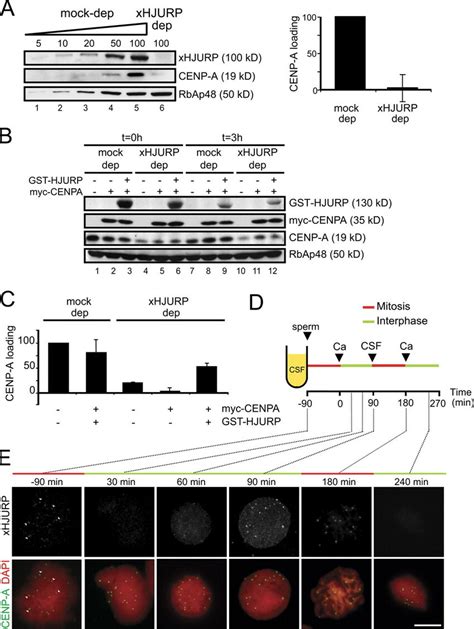 Xhjurp Is Required For Cenp A Deposition A Left Immunoblot Analysis