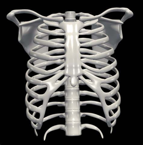 3d Model Of Ribs Cage Thorax And Ribs