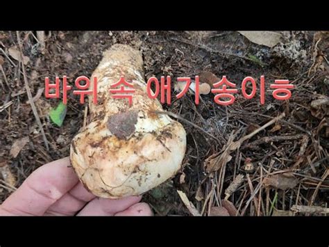 바위 속 대물 송이 YouTube