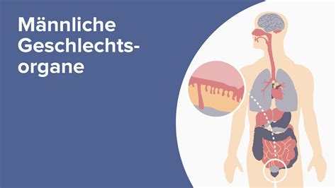 Männliche Genitale Online Lernen Mit Lecturio