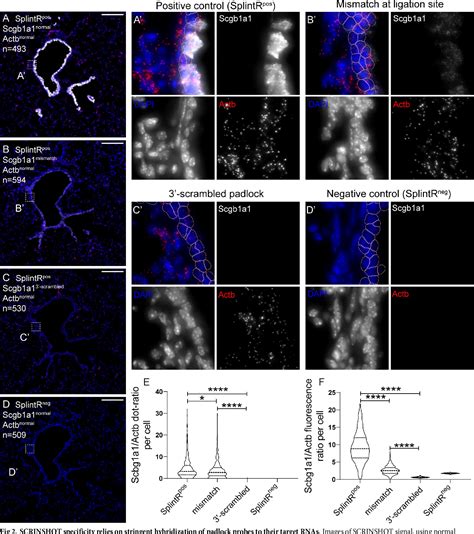 Figure From SCRINSHOT Enables Spatial Mapping Of Cell States In Tissue Sections With Single