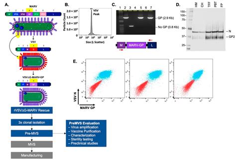 Nonhuman Primates Are Protected Against Marburg Virus Disease By