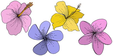 벡터 히비스커스 꽃 열대 꽃입니다 잉크 아트가 새겨져 있습니다 흰색 배경에 고립 된 히비스커스 그림 요소입니다 0명에 대한 스톡 벡터 아트 및 기타 이미지 Istock