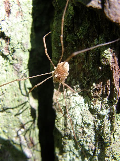 Platybunus Triangularis Male Epping Forest Warwickshire Flickr