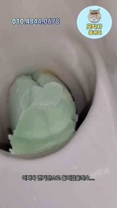 이번엔 변기에서 뭐가 나왔을까요 Youtube