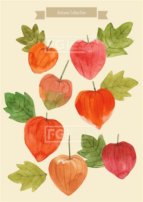 U160921 유자디자인 일러스트 가을 식물 추석 백그라운드 한가위 명절 수채화 수작업 북유럽 빨간색 녹색 연두 주황 빨강 일러스트레이션