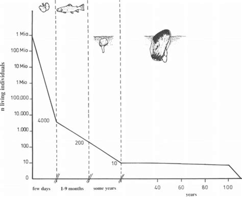Approximate Survivorship Curve Of The Freshwater Pearl Mussel M