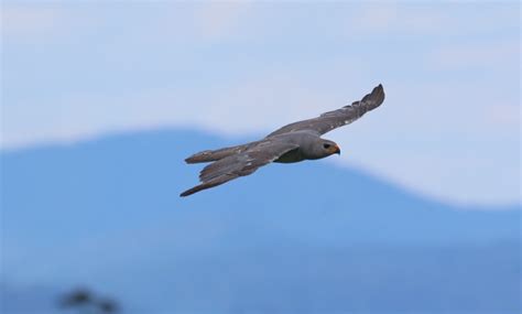 Grey Goshawk Aussiebirder
