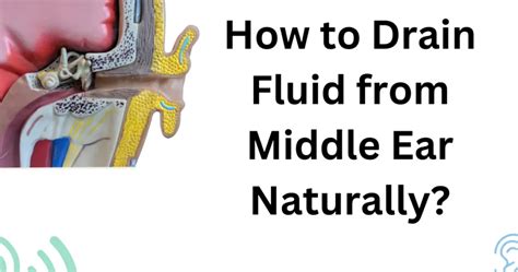 How To Drain Fluid From Middle Ear Naturally