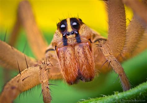 Thomas Shahan And Macro Photography Light And Matter