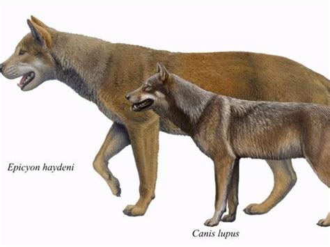犬科动物 犬科动物最新消息 新闻 图片 视频 聚合阅读 新浪网