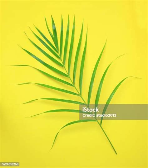 カラフルな背景に熱帯の自然緑のヤシの葉 やしの葉のストックフォトや画像を多数ご用意 やしの葉 シダ ヤシの木 Istock
