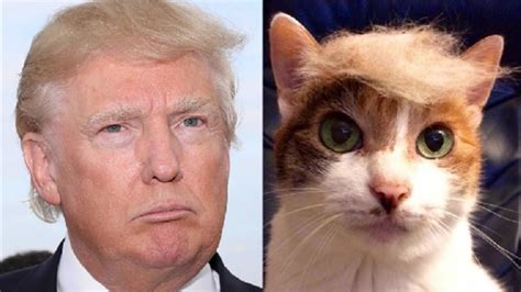 Cats Are Not Dependent On Humans Study Shows Nbc News