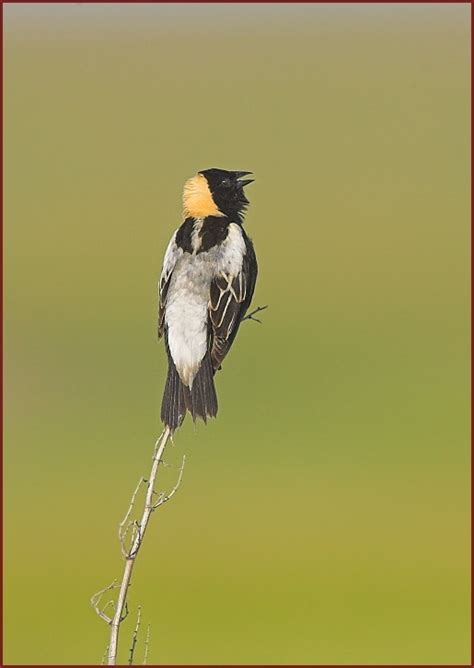 Bobolink Fort Pierre National Grassland