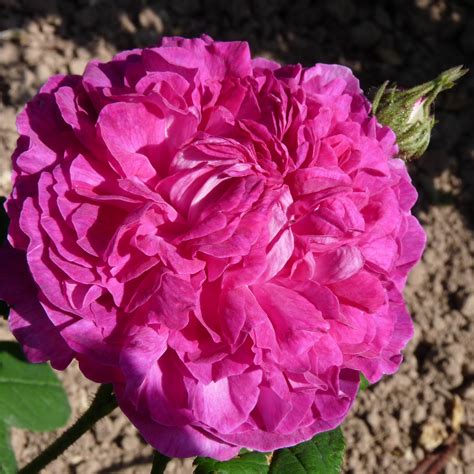 Daphn Karin Schade Stauden Und Rosen