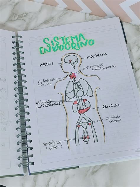 Sistema Endocrino Dibujo