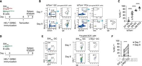 Cell 牛津大学教授解密多克隆生发中心抗体分泌浆细胞发育过程，及技术路线图 知乎