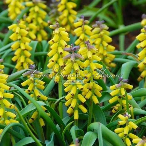 Мускари крупноплодный Голден Фрагранс / muscari macrocarpum Golden ...