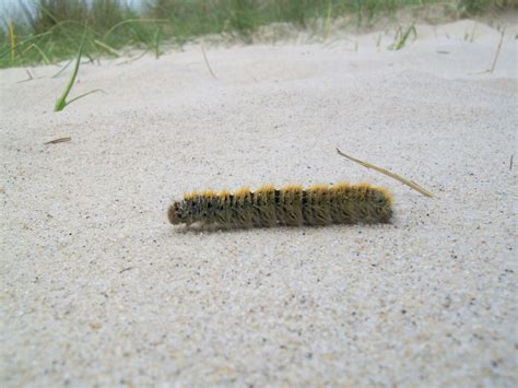 Grass Eggar British Wildlife Wiki Fandom