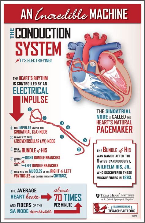 16 Best Conduction System Of The Heart Images On Pinterest Nurses Anatomy And Assessment