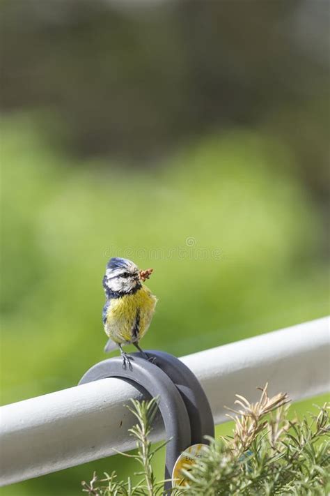 Teta Azul Con Insectos En Su Pico Por Sus Pollitos Concepto De Biodiversidad En La Ciudad Foto