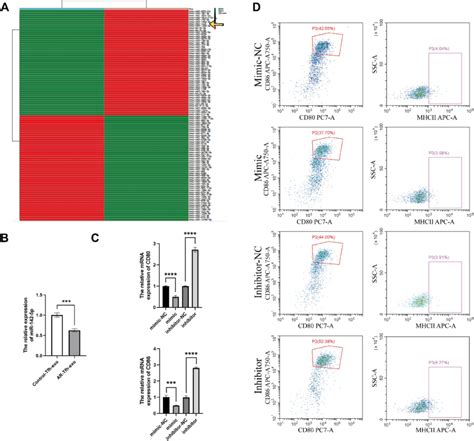 MiR 142 5p In AR Mouse Derived Exosomes Regulated DC Maturation A