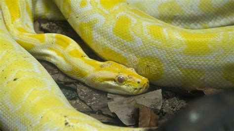 Yellow Reticulated Python Stock Footage Video Of Species 109311614