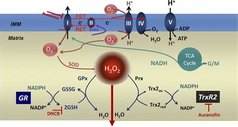Major Pathways Of Mitochondrial Ros Production And Ros Scavenging The