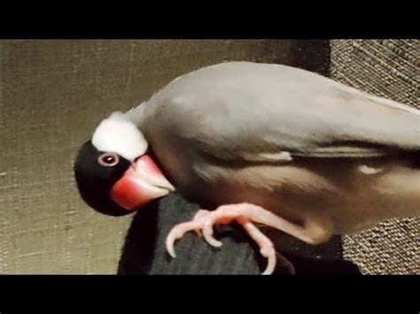 文鳥 足の指に依存するとこうなります shorts YouTube