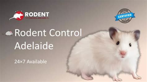 Ppt Rodent Control Adelaide Powerpoint Presentation Free Download