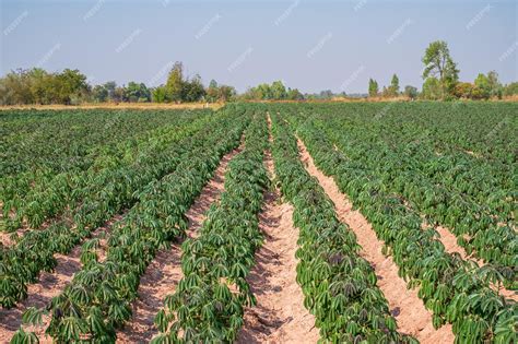 Premium Photo Cassava Young Plants Growing In Cassava Field Or