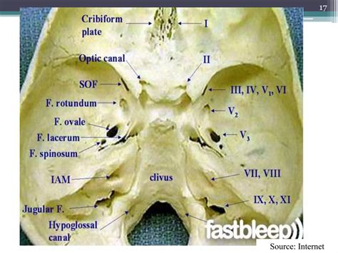 Seminar Innervation Of Maxillofacial Structures Pptx