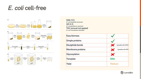 Cell Free Protein Expression And Boundaries Of Protein Production
