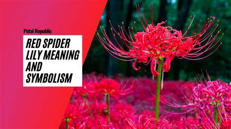 Red Spider Lily Meaning In The Language Of Flowers Youtube