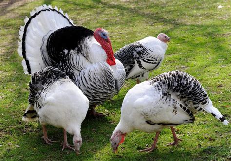 Putenfleisch Alles Wissenswerte In Unserem Fleischguide