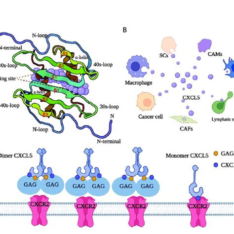 Structure And Gag Binding Region Of Cxcl5 A The Protein Dimer