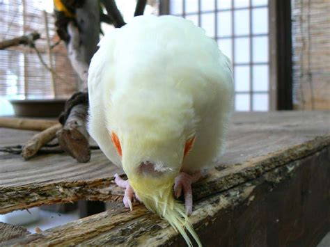 神戸花鳥園公式ブログ過去ログ インコオウムのプライベートタイム