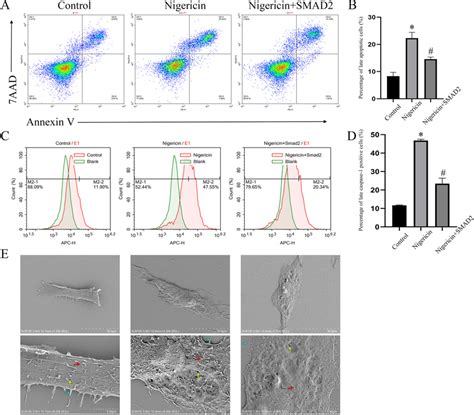 Overexpression Of Smad2 Alleviated Fls Ra Pyroptosis A B Apoptosis