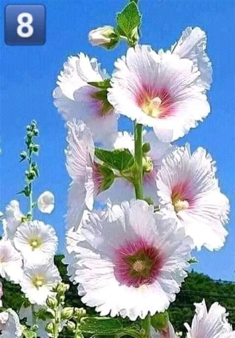 Цэцгийн Үр 🌺Шток роза дан дэлбээт хоёр наст гоёл чимэглэлийн цэцэг 🌱