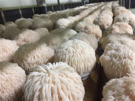 Mushrooms Magnify Memory By Boosting Nerve Growth UQ News The University Of Queensland