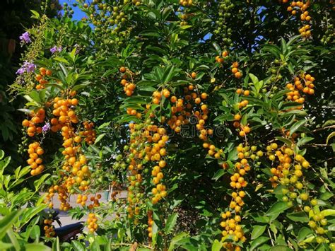 Naughty Sinyo Is A Type Of Ornamental Shrub That People Usually Plant