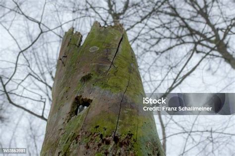 죽은 나무 그루터기는 폴란드 유럽 동유럽의 생물권 Resevat Bialowieza의 정글에 서 있습니다 0명에 대한 스톡 사진
