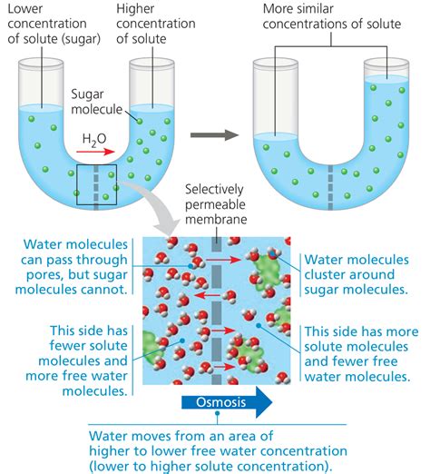 Cie Igcse Biology 32 Osmosis Study Notes