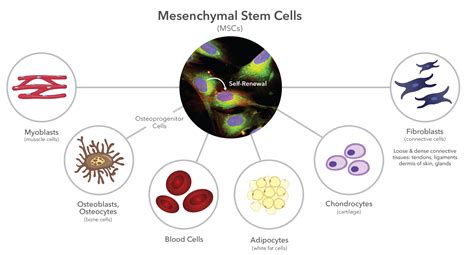 Introduction To Stem Cells And Differentiation Of Mscs Biogennix