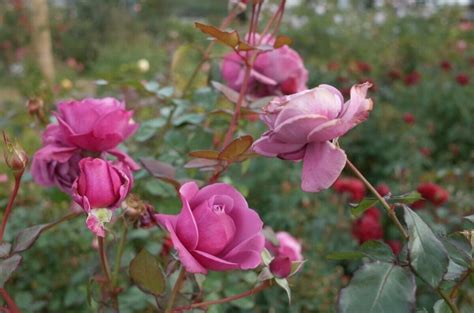 The Most Fragrant Roses For Your Garden A Comprehensive Guide Petal Republic