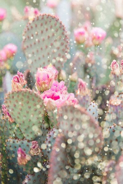 Spring Cactus Leah Hope Tumbex