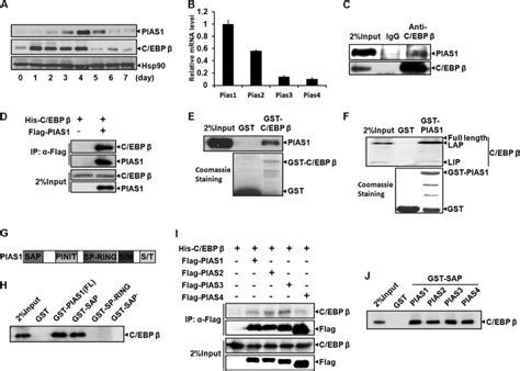Protein Inhibitor Of Activated Stat 1 Pias1 Is Identified As The Sumo