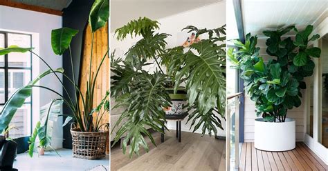 10 Extra Large Houseplants You Must Grow Balcony Garden Web